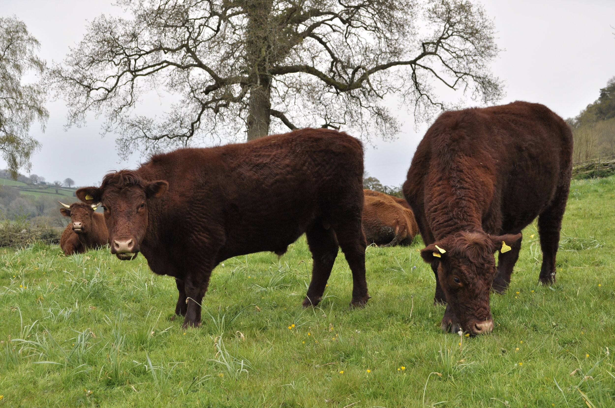 Ruby Red Devon Beef — Triffords Farm