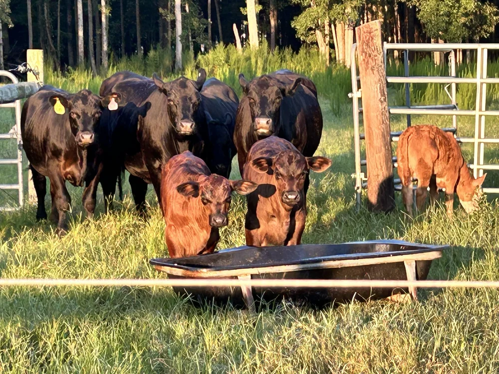 About 5 — R&B Rhyne Farms