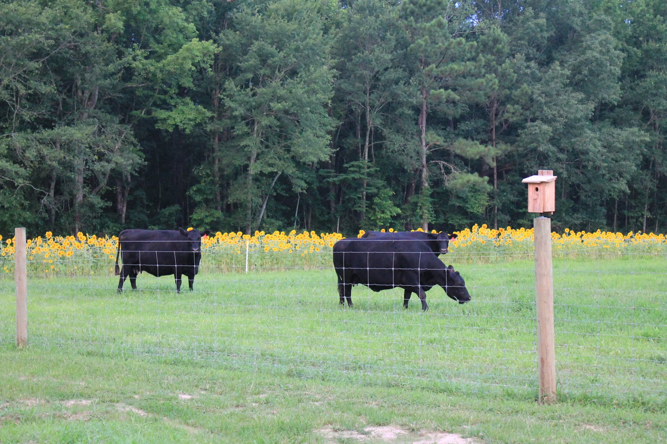 About — R&B Rhyne Farms