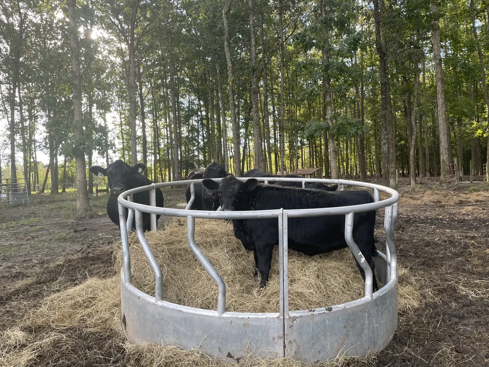 About — R&B Rhyne Farms