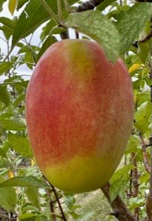 Three Trees Orchard - apples, pears and plums — Three Trees Orchard