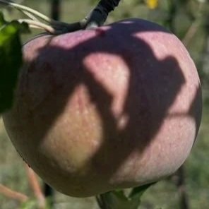 Three Trees Orchard - apples, pears and plums — Three Trees Orchard