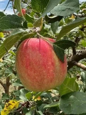 Three Trees Orchard - apples, pears and plums — Three Trees Orchard