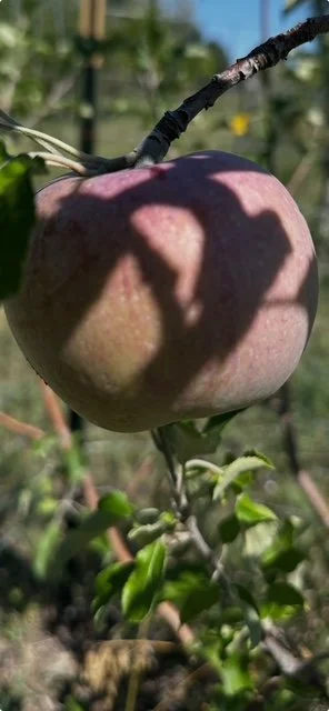 Three Trees Orchard - apples, pears and plums — Three Trees Orchard