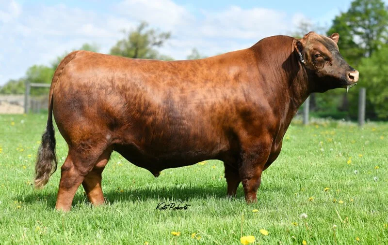 Herd Sires — Wasem Red Angus