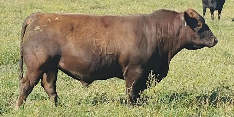 Herd Sires — Wasem Red Angus