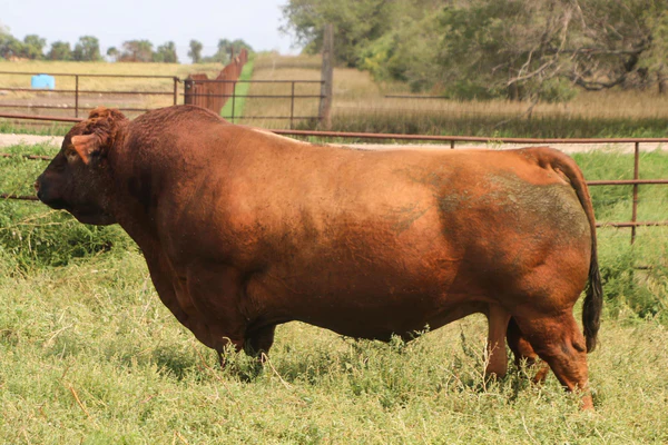 Herd Sires — Wasem Red Angus