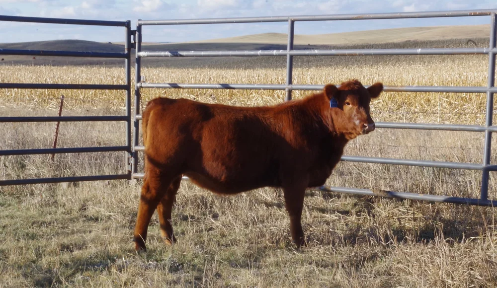 Cattle Sales — Wasem Red Angus