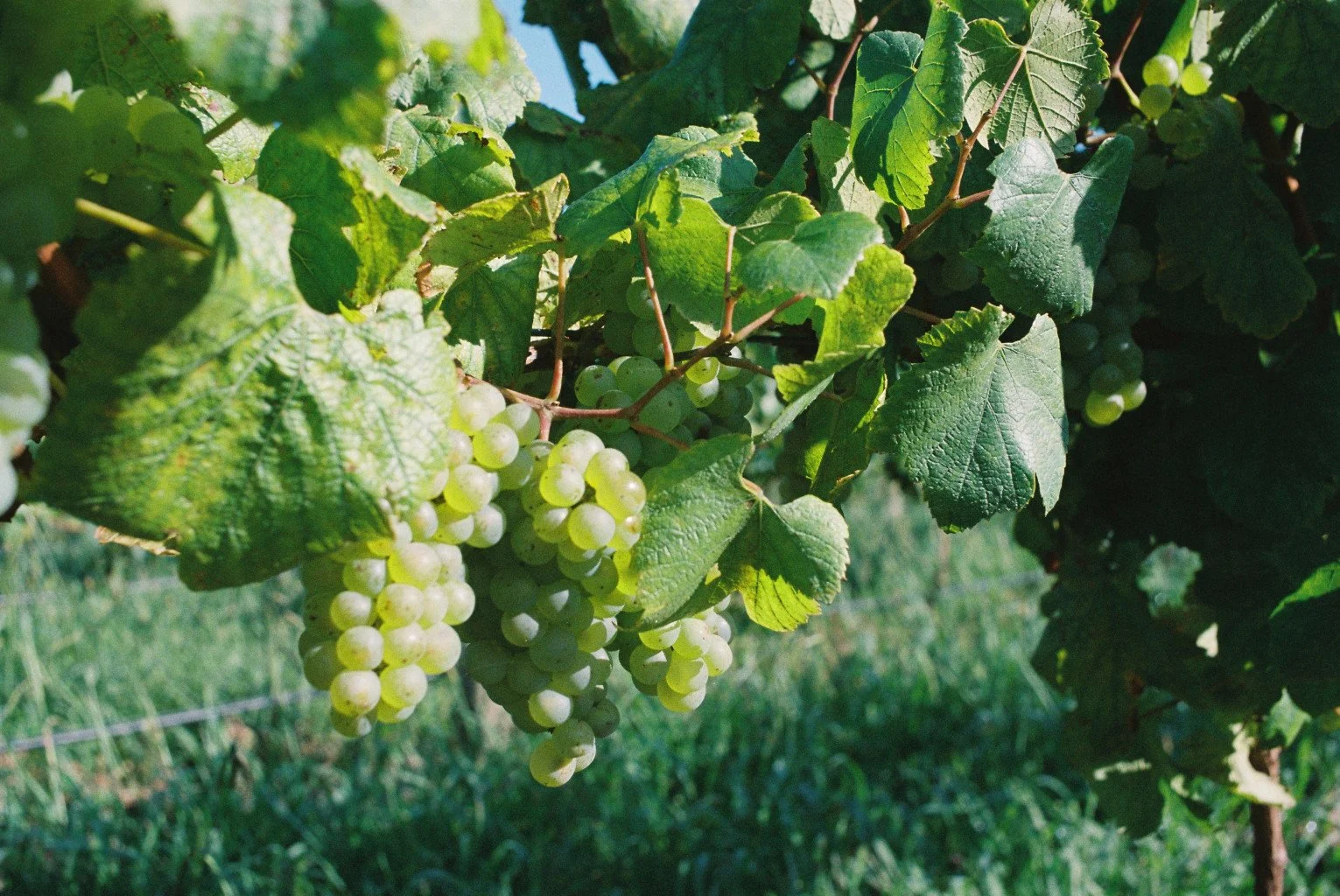 About 1 — Musical Folk