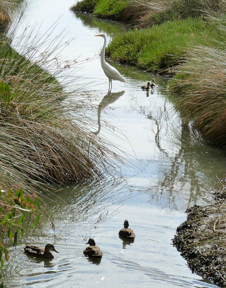 Swan Estuary Reserves Action Group Inc. | SERAG
