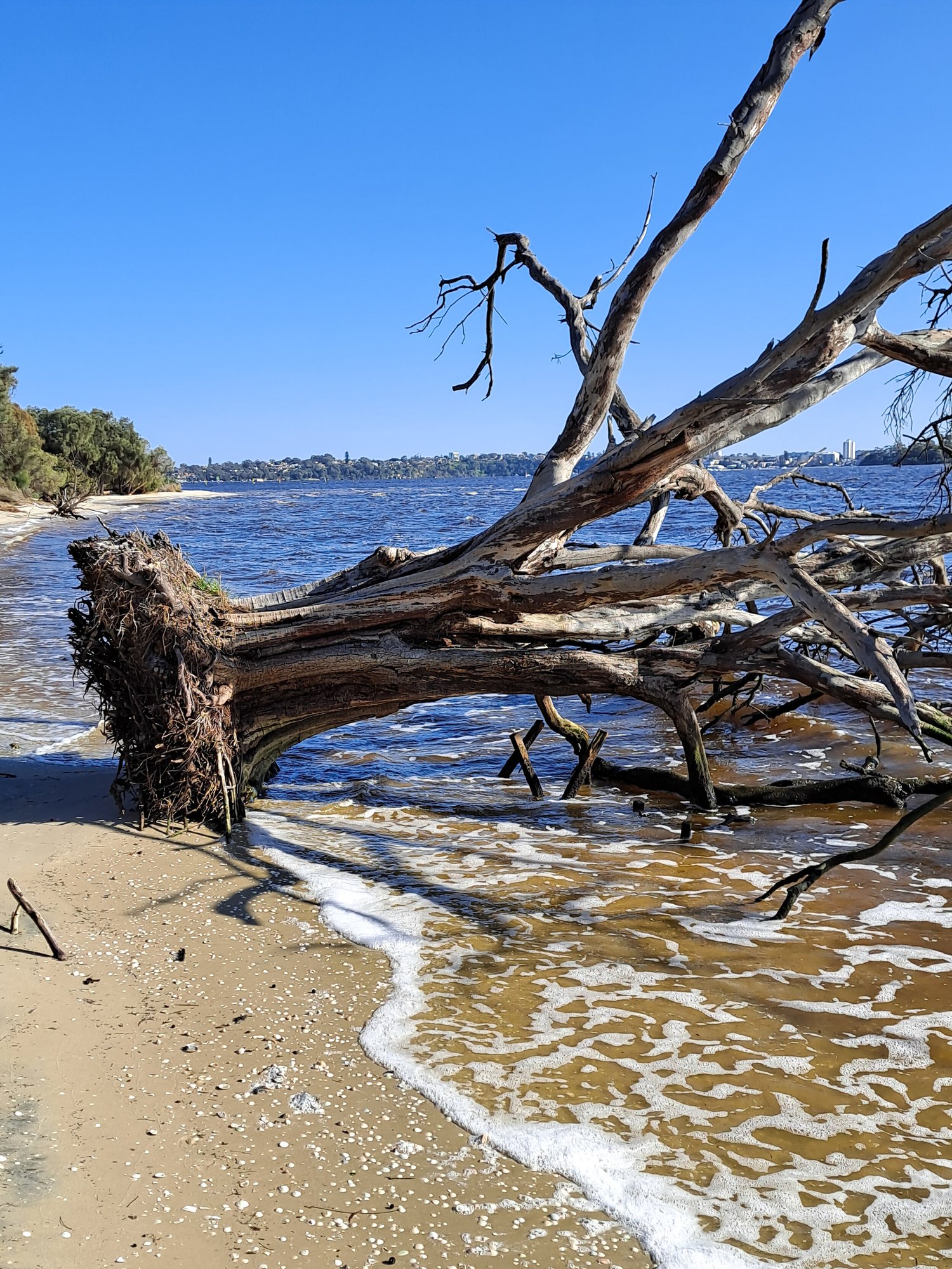 The Estuary — Swan Estuary Reserves Action Group Inc. | SERAG