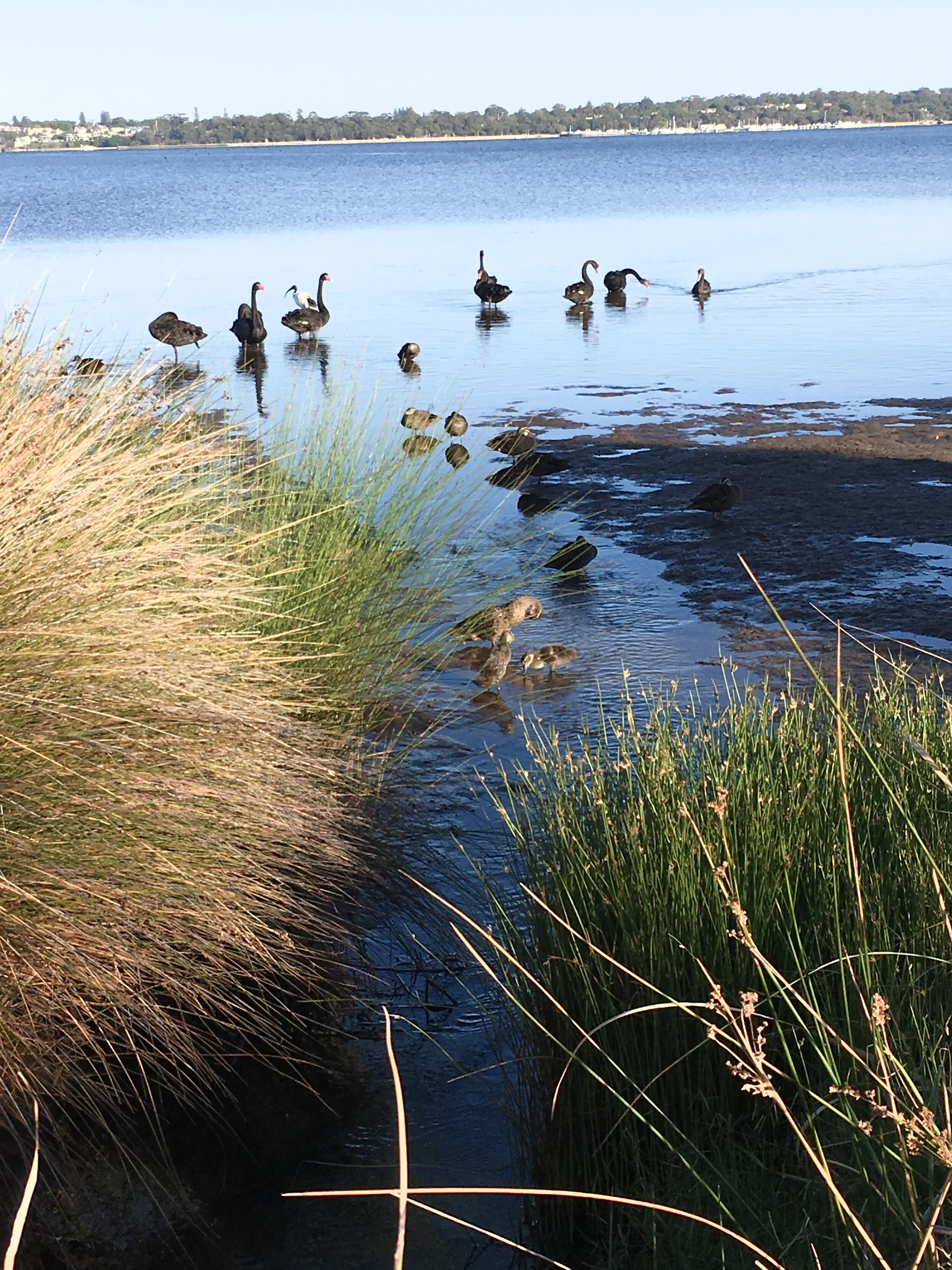 The Estuary — Swan Estuary Reserves Action Group Inc. | SERAG