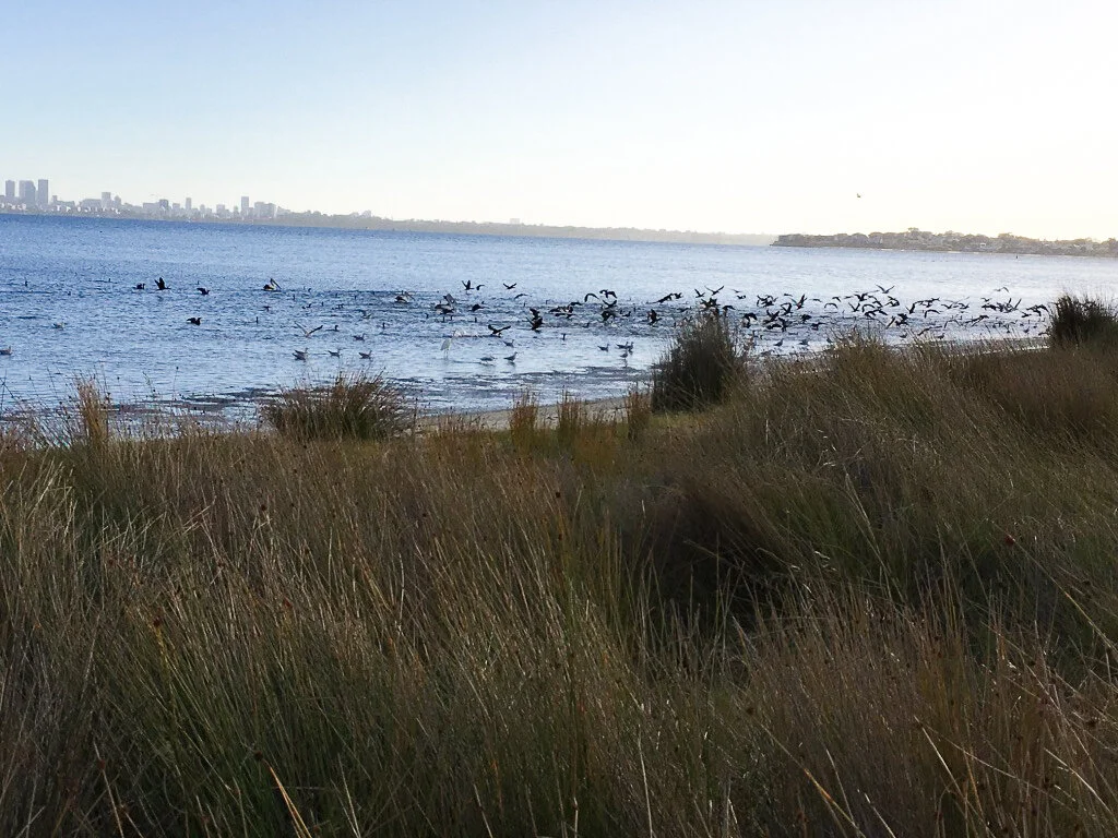 The Estuary — Swan Estuary Reserves Action Group Inc. | SERAG