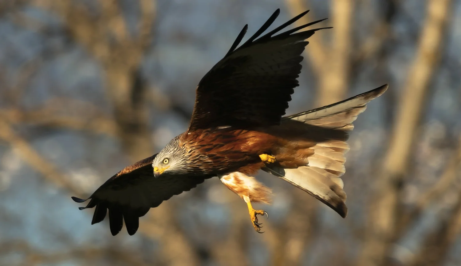 Raptor Aid