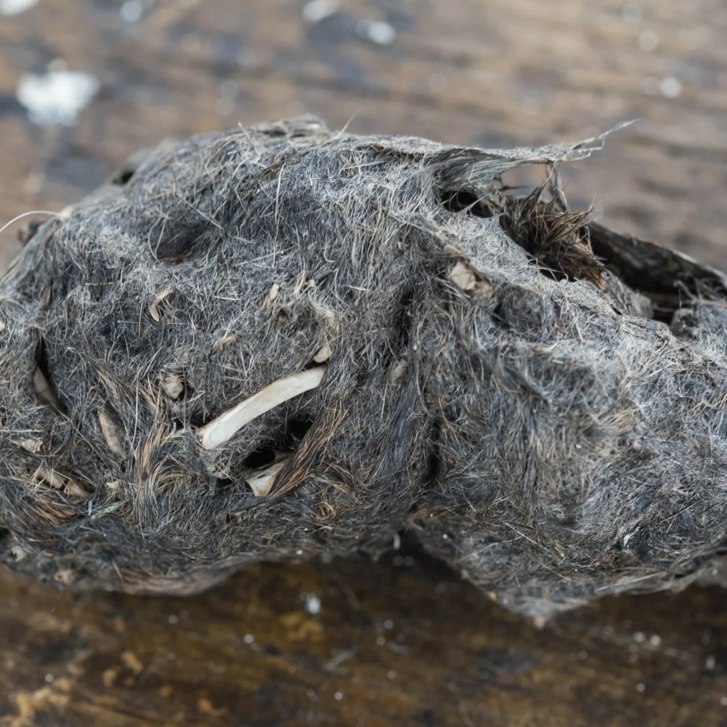 Owl Pellet Dissections — Raptor Aid