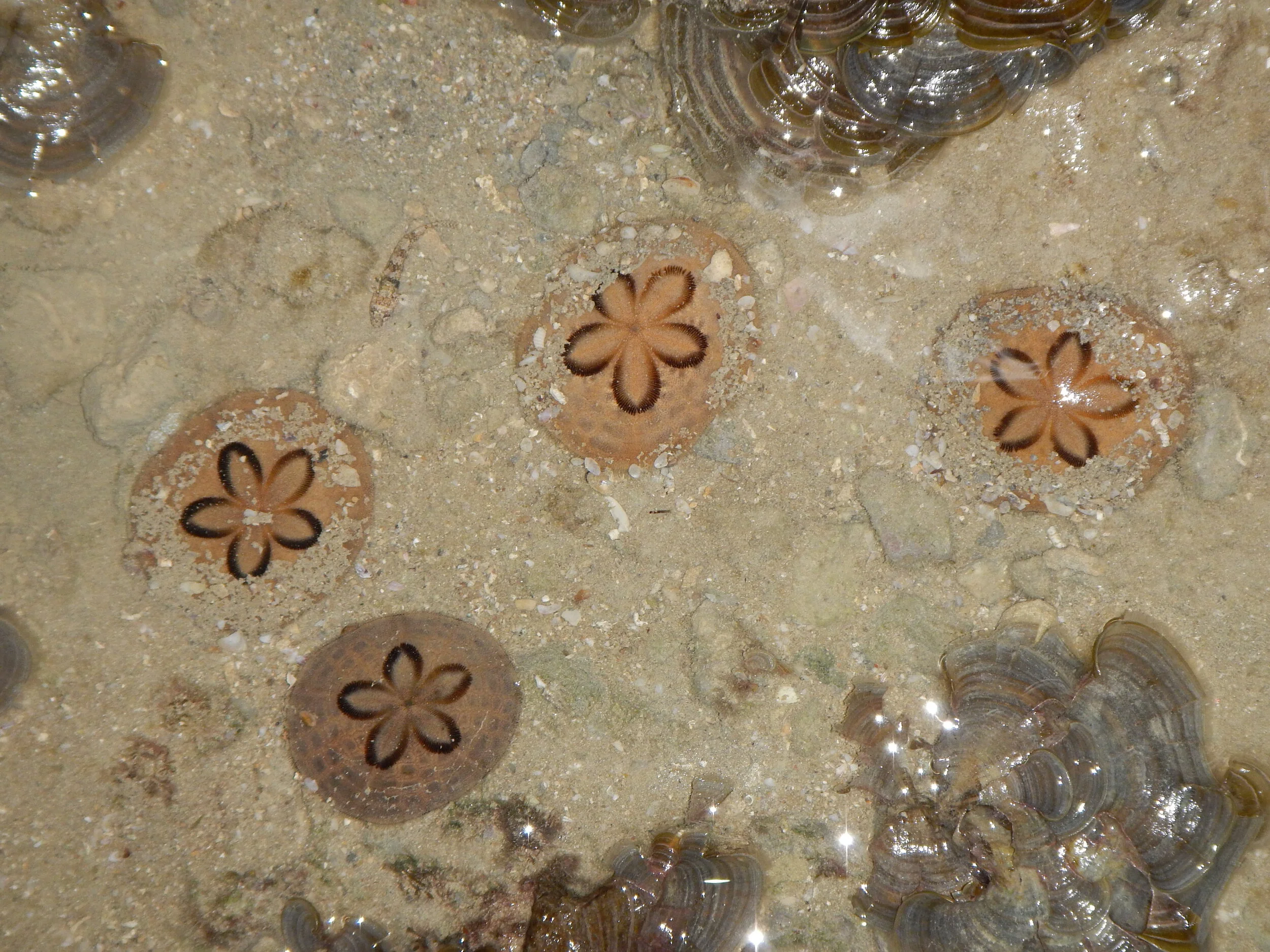 Fauna & Flora of Kuwait — Zainab Al-Wazzan