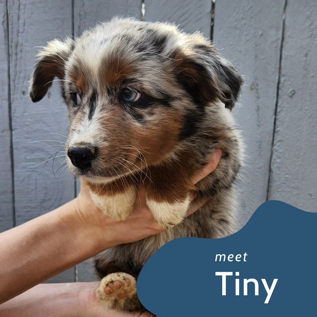 Bridget's Australian Shepherds