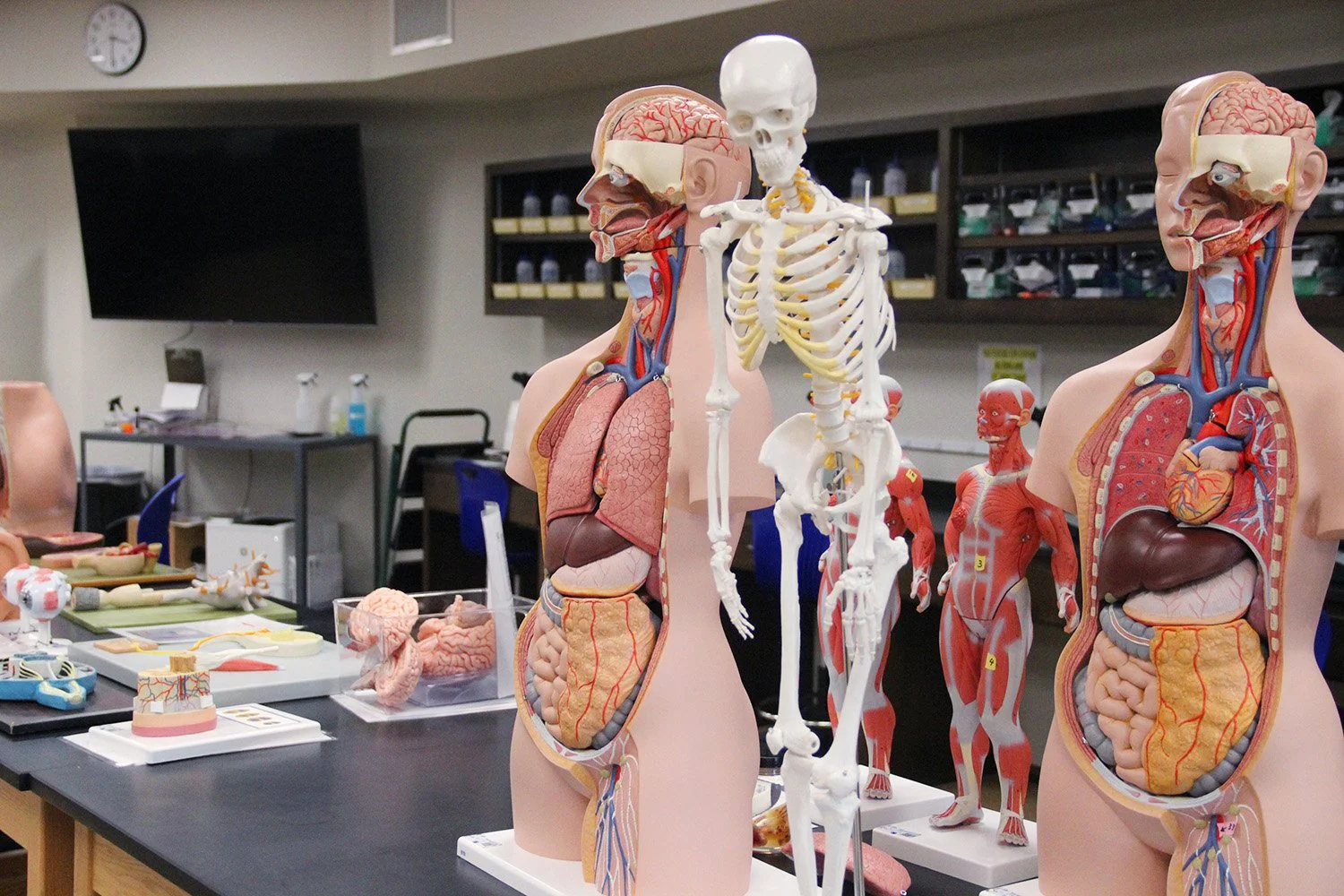 Biology Class