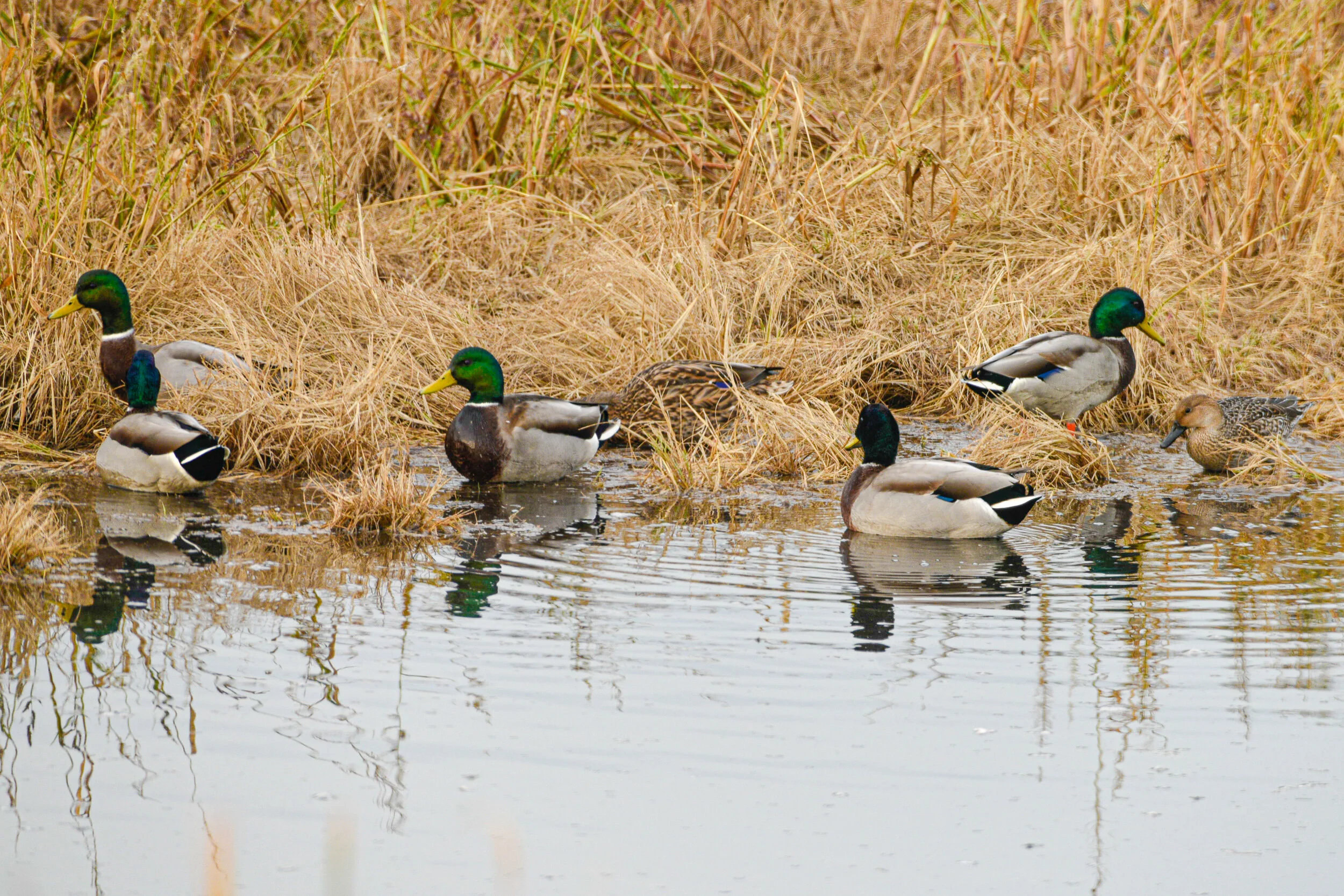 Wildlife Photographs - Click Here — Marvin Payne Photography
