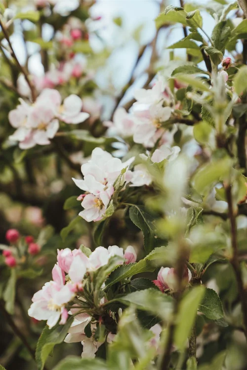 Your visit to Falconhurst Estate — Falconhurst