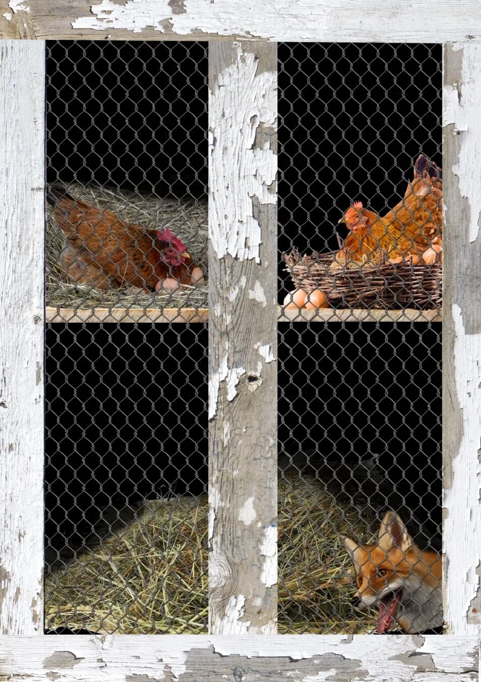 Chicken Coop Door Wrap — RM wraps LLC