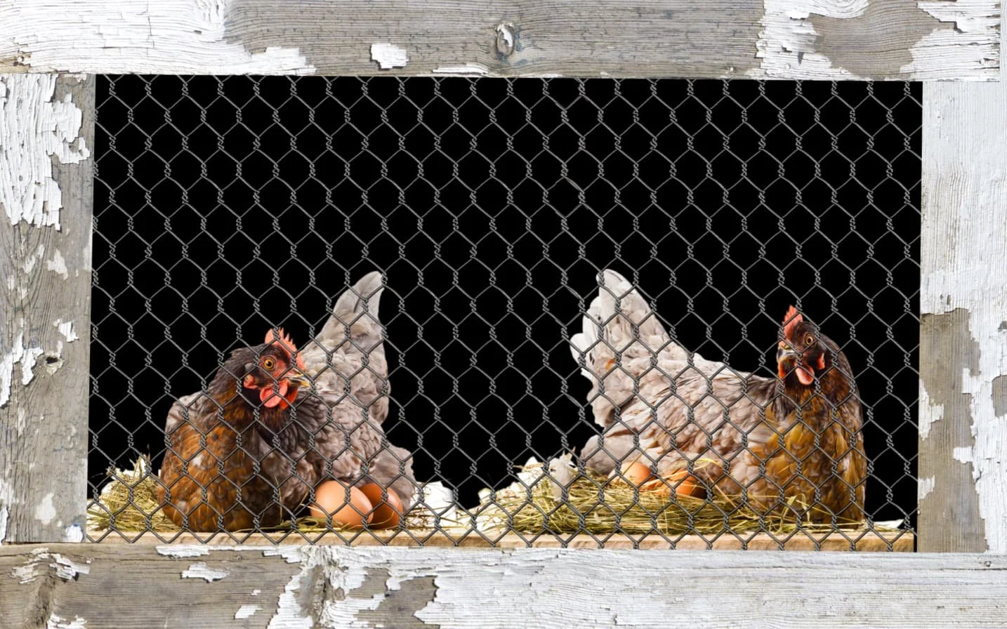 Chicken Coop Custom printed Vinyl Door Wrap