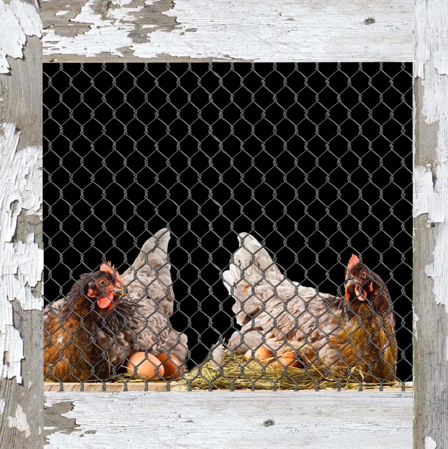 Chicken Coop (Hens) Dishwasher Wrap