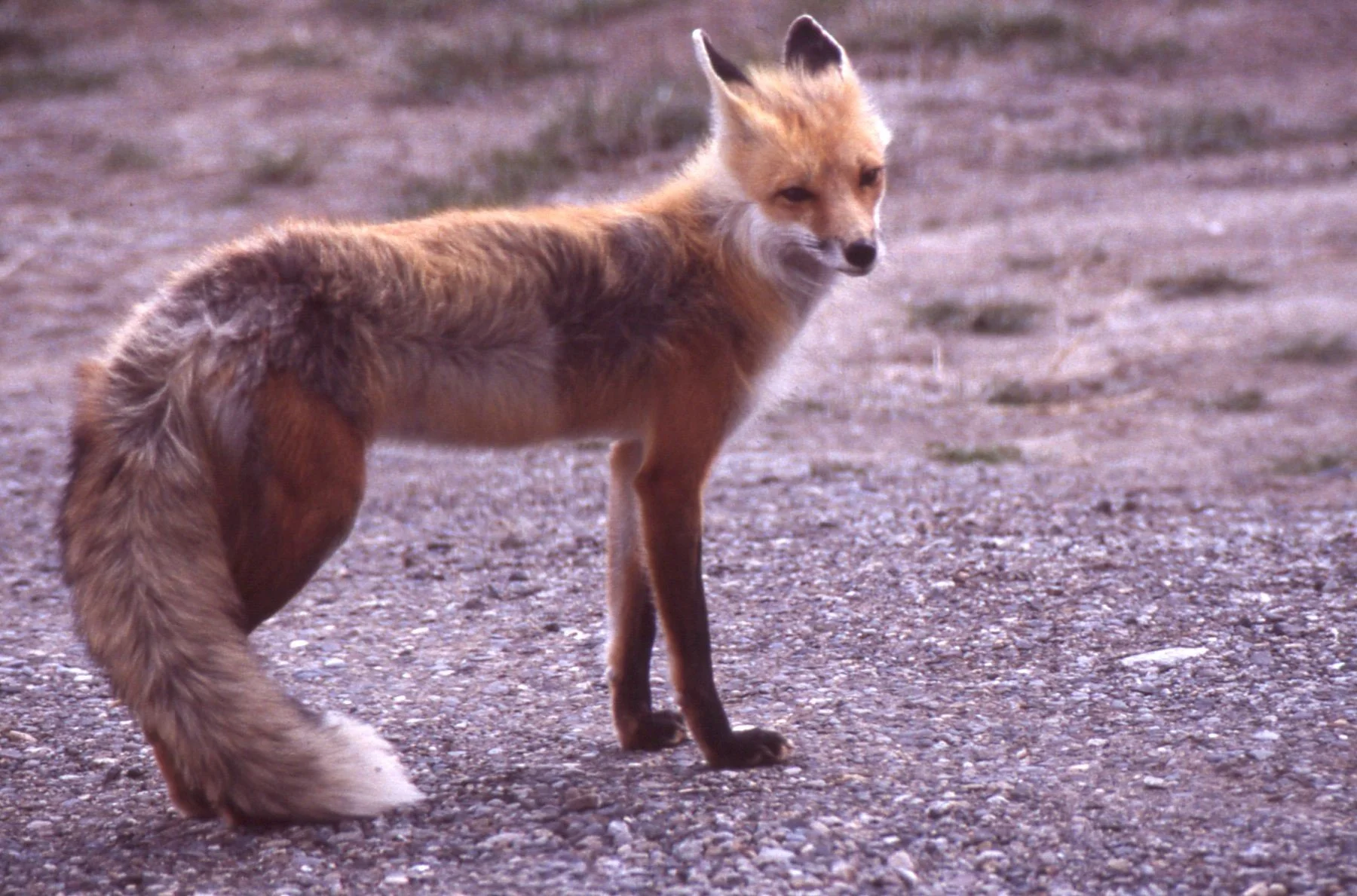 Photos from Fox & I — Catherine Raven