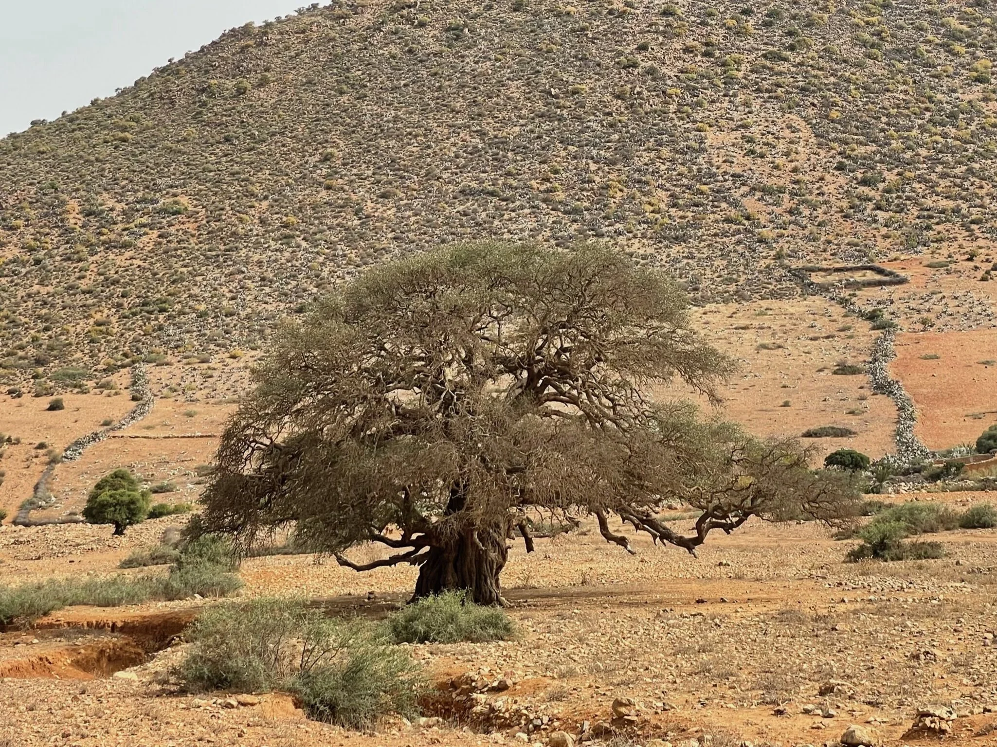 Sustainable Women’s Argan Oil Production