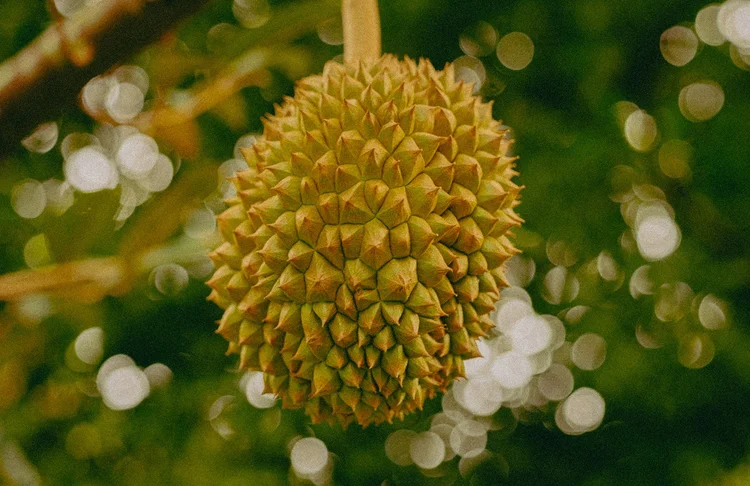 Laulima Farm | Explore