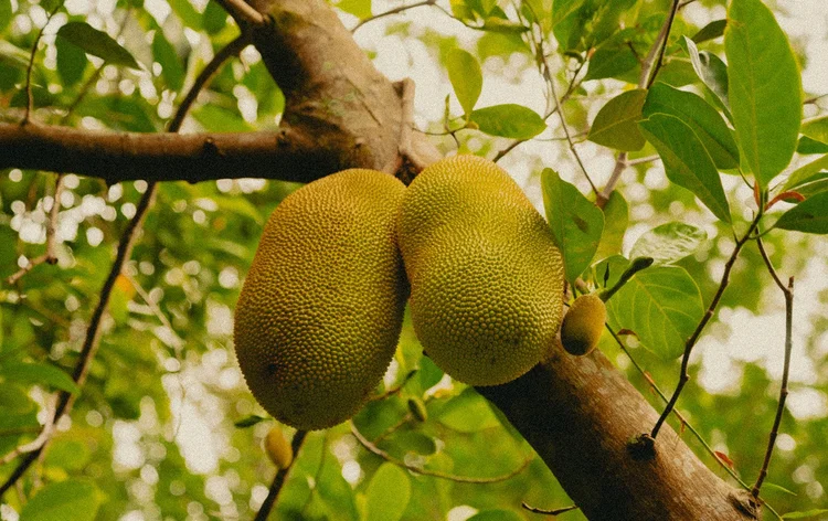 Laulima Farm | Explore