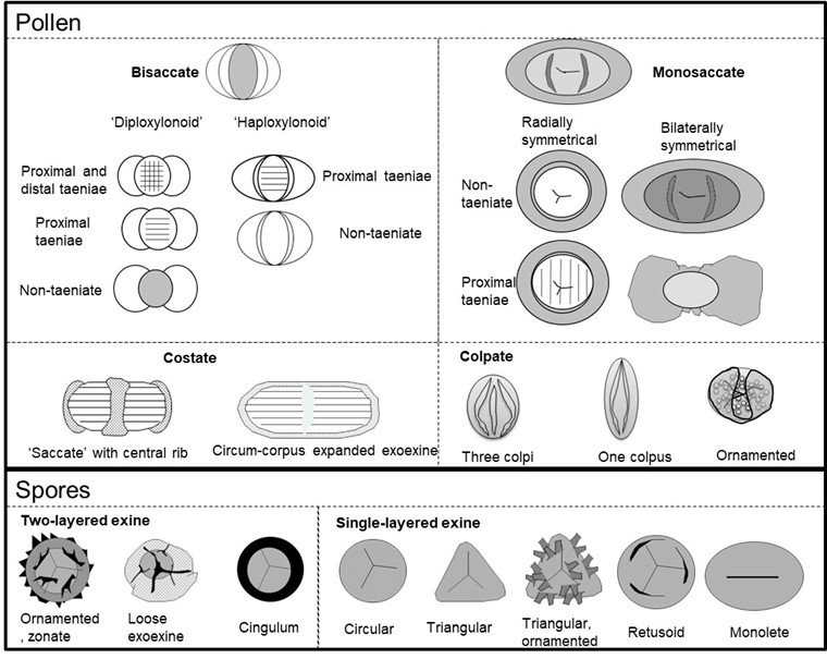 Taxonomic keys — Stephenson Geoscience Consulting Ltd