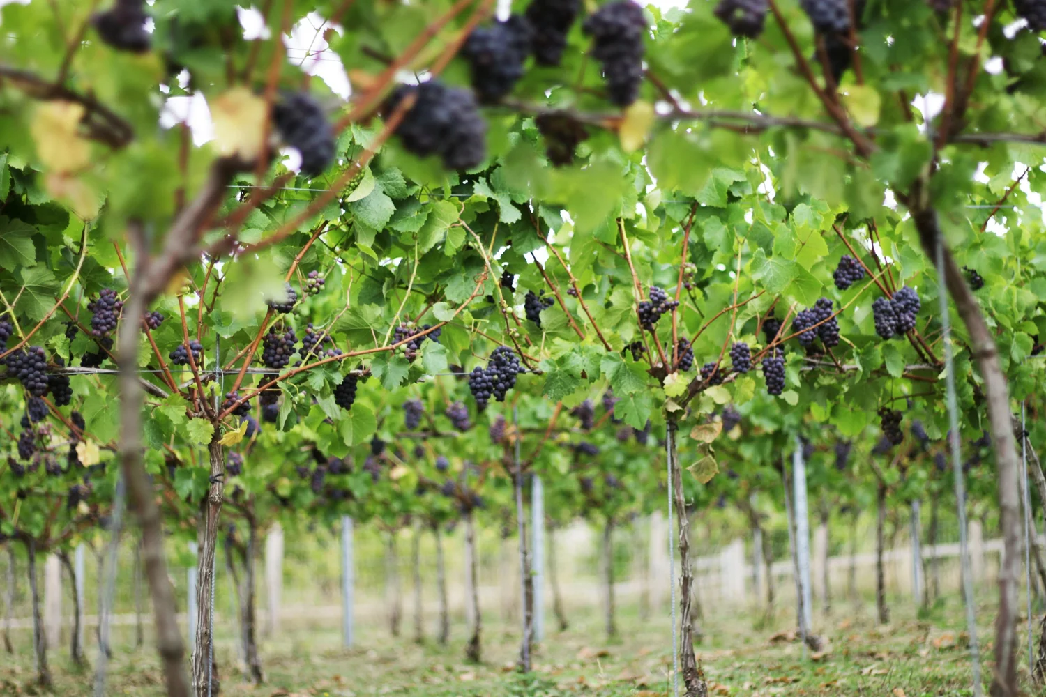 Wayfarer Wines