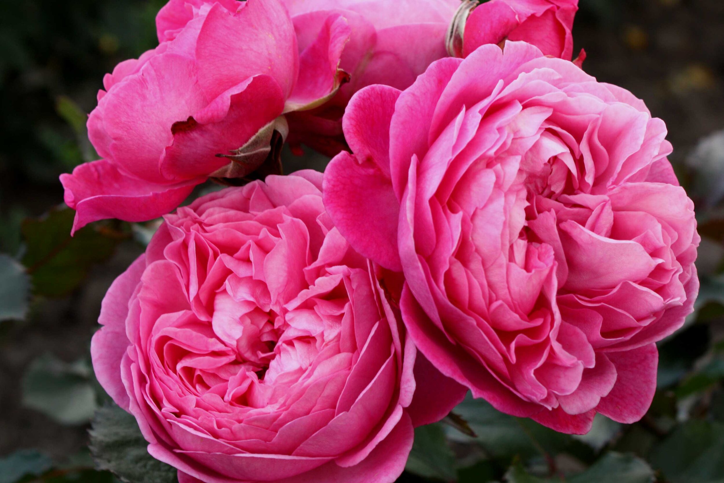 Kordes® Roses