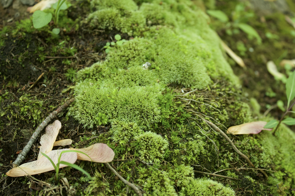 Bunker Nature Preserve — Mid-Michigan Land Conservancy