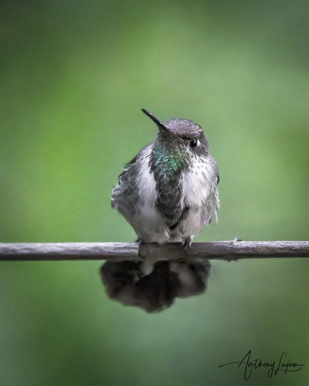 How I Photographed the Marvelous Spatuletail — Anthony Lujan