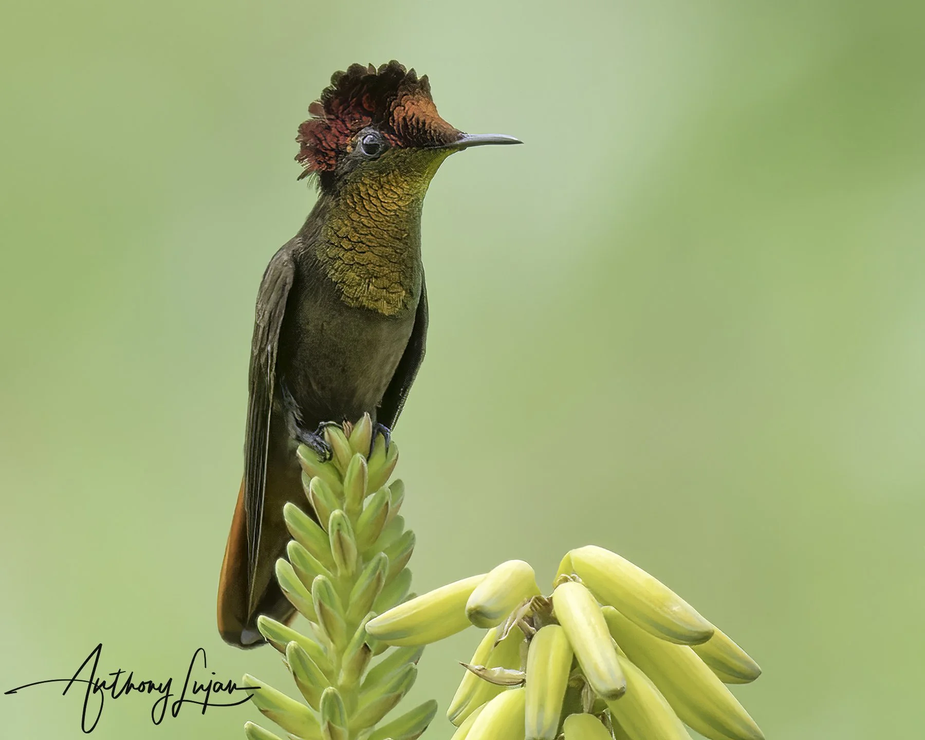 Hummingbirds of the Americas — Anthony Lujan