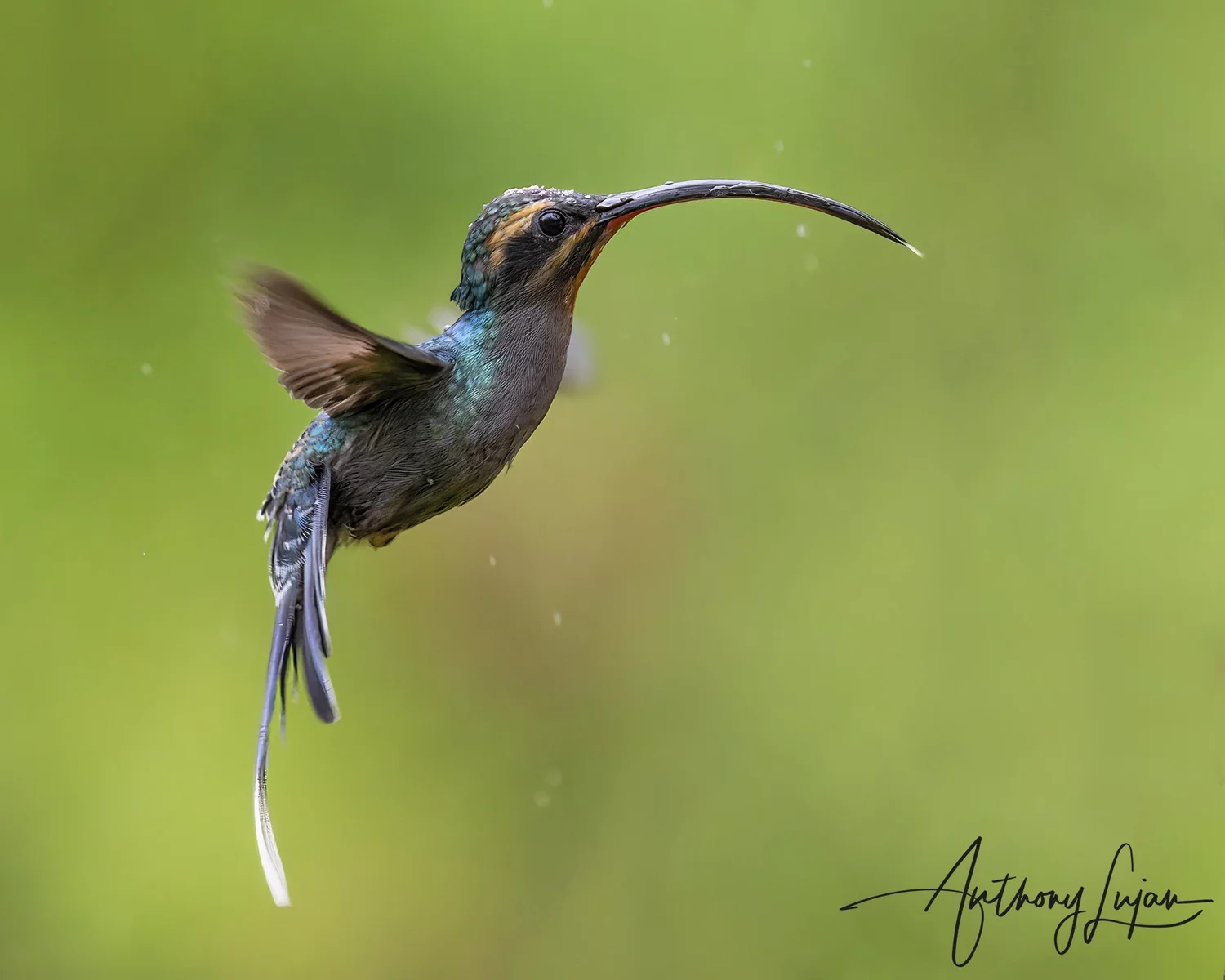 Hummingbirds of the Americas — Anthony Lujan