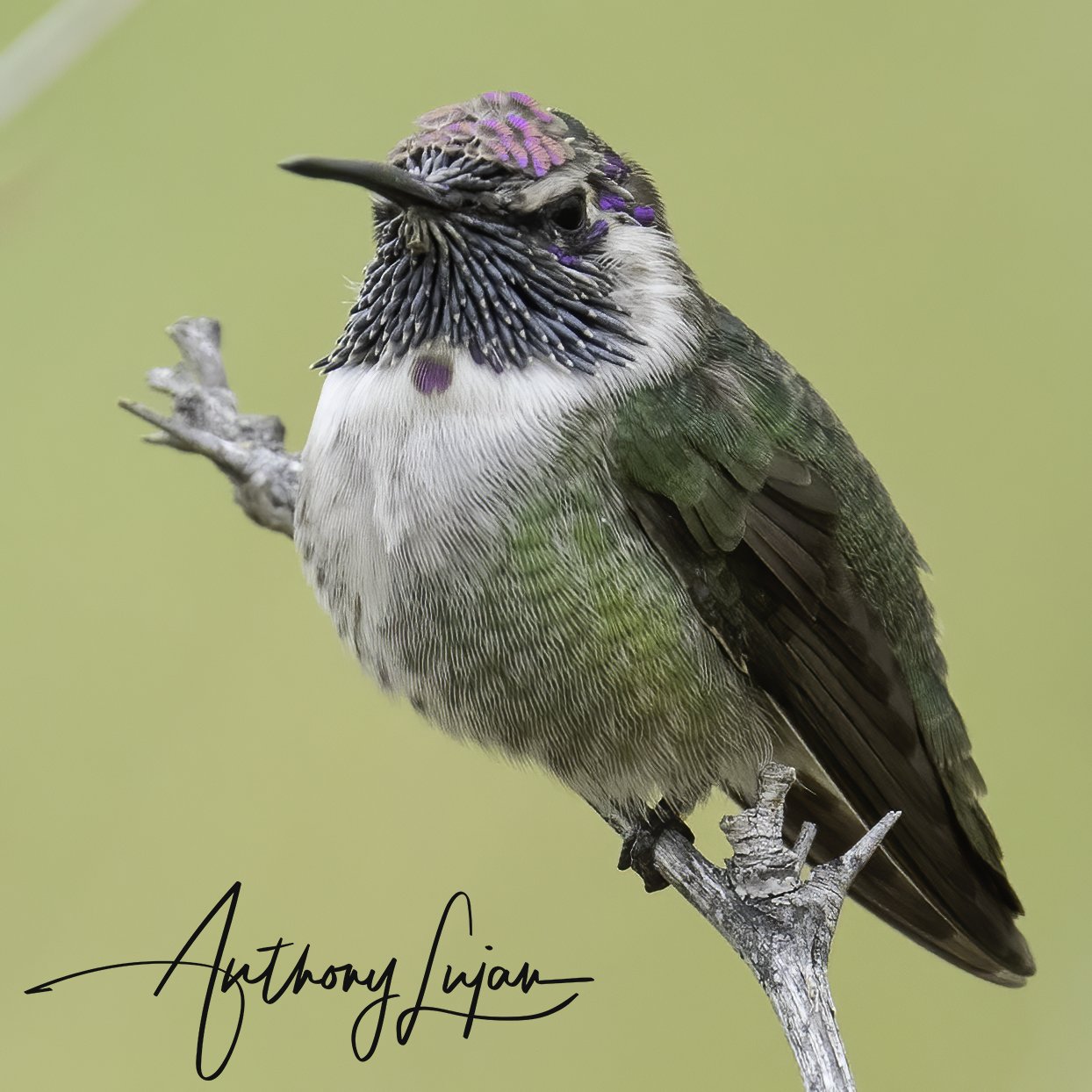 Costa’s Hummingbird — Anthony Lujan