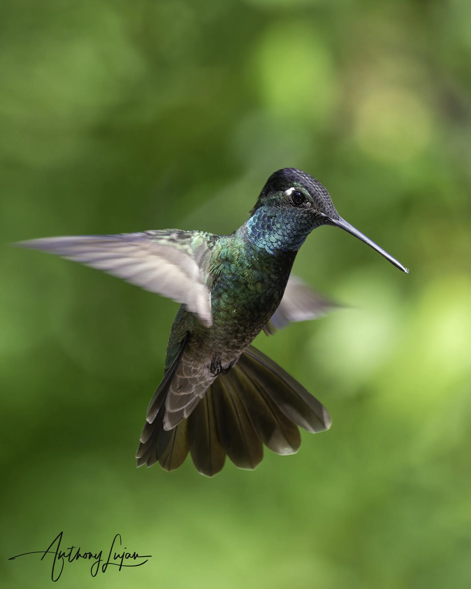 Rivoli’s Hummingbird — Anthony Lujan