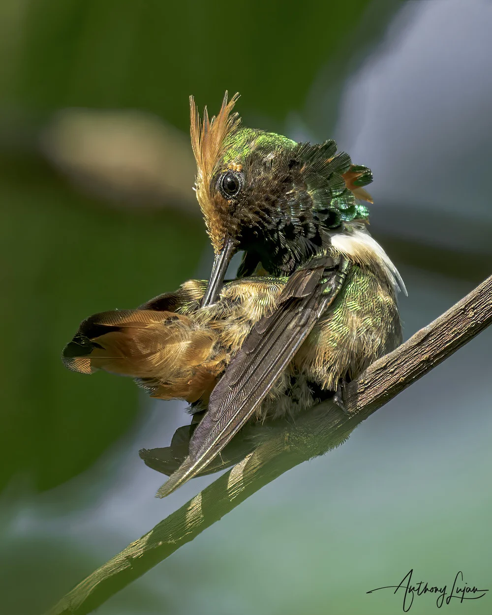 How I Photographed the Short-crested Coquette — Anthony Lujan