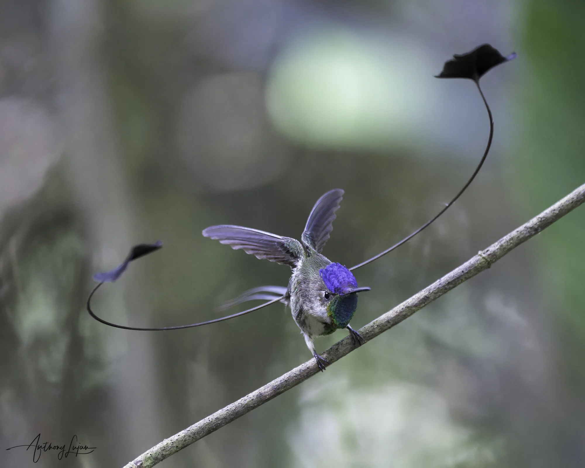 Hummingbirds' Legs: Designed for Perching, Not Walking — Anthony Lujan