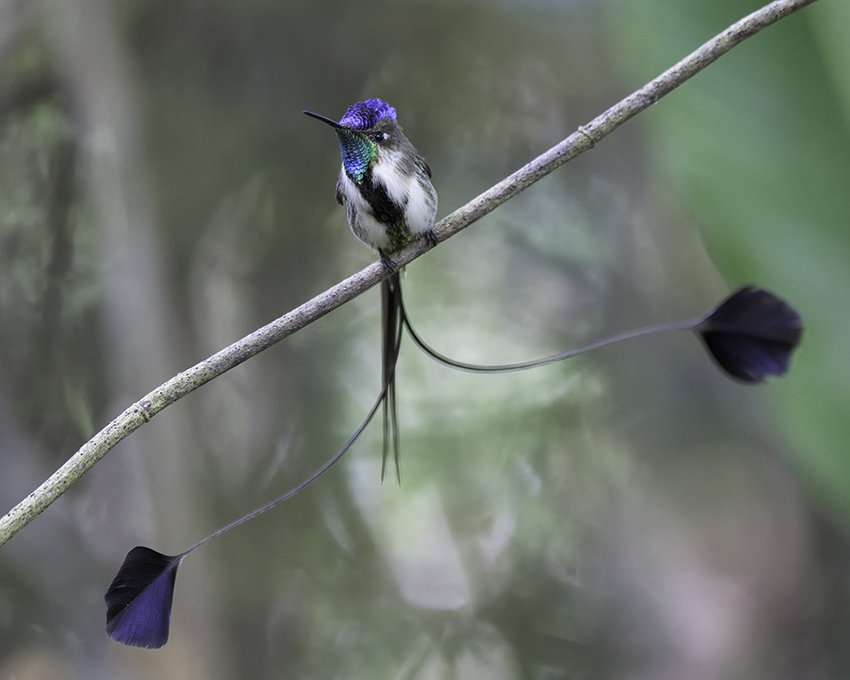 Marvelous Spatuletail Enamel Pin — Anthony Lujan