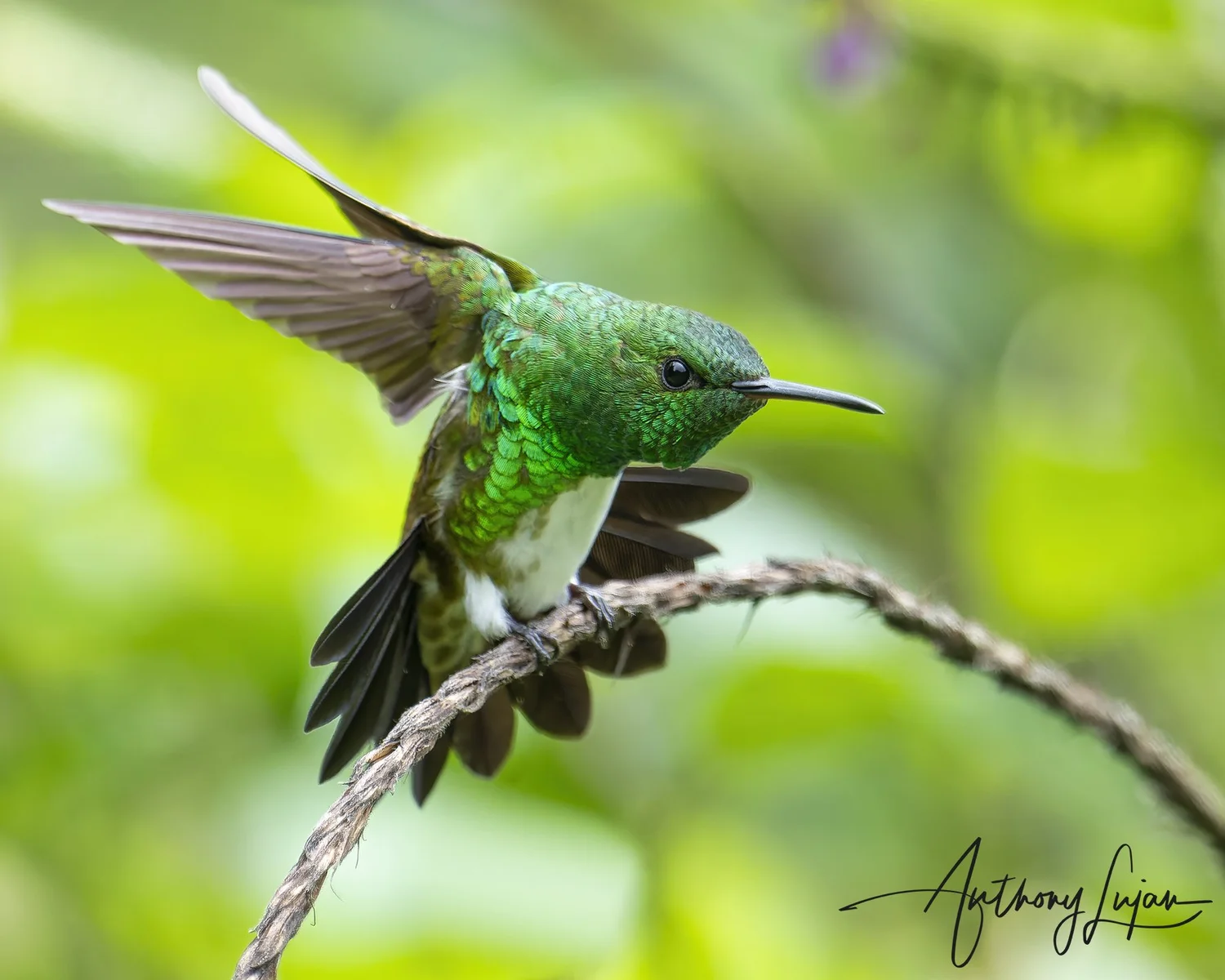 Hummingbird Taxonomy Update: New Scientific Classifications — Anthony Lujan