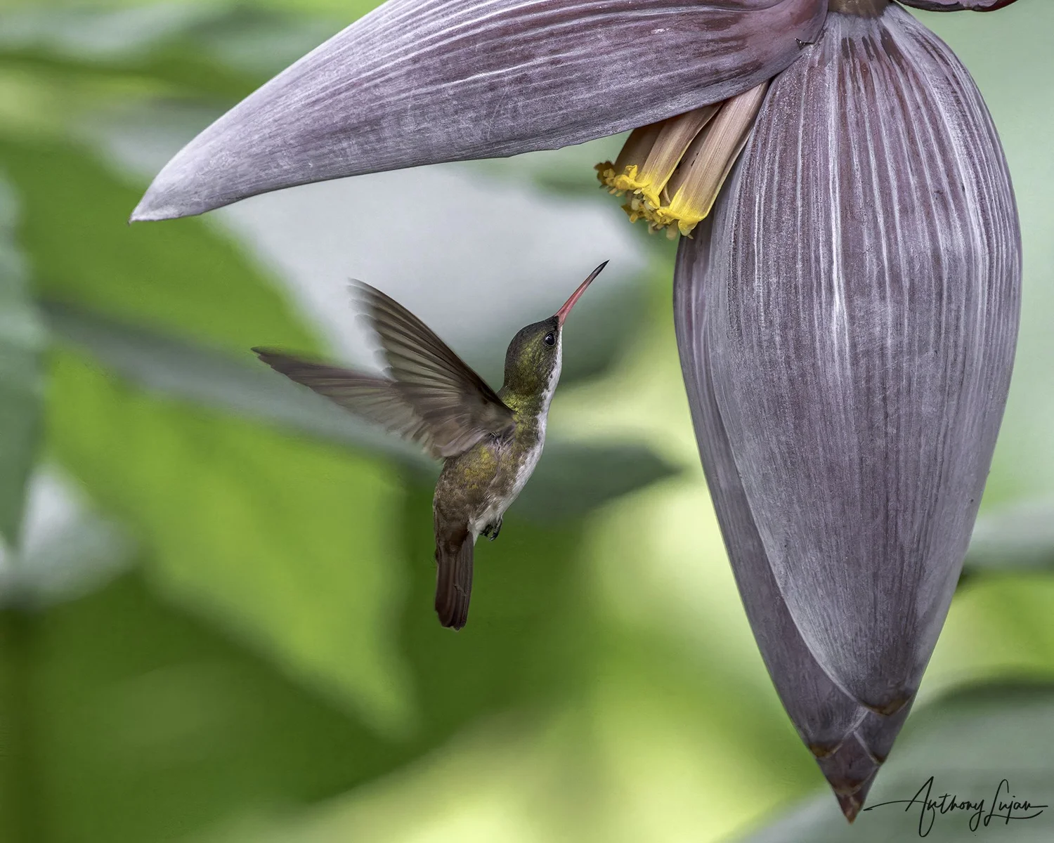 Green-fronted Hummingbird Taxonomy Change: What You Need to Know ...