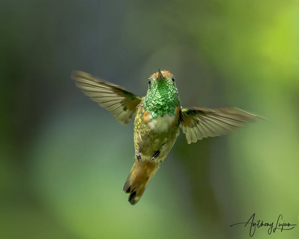 How I Photographed the Short-crested Coquette — Anthony Lujan