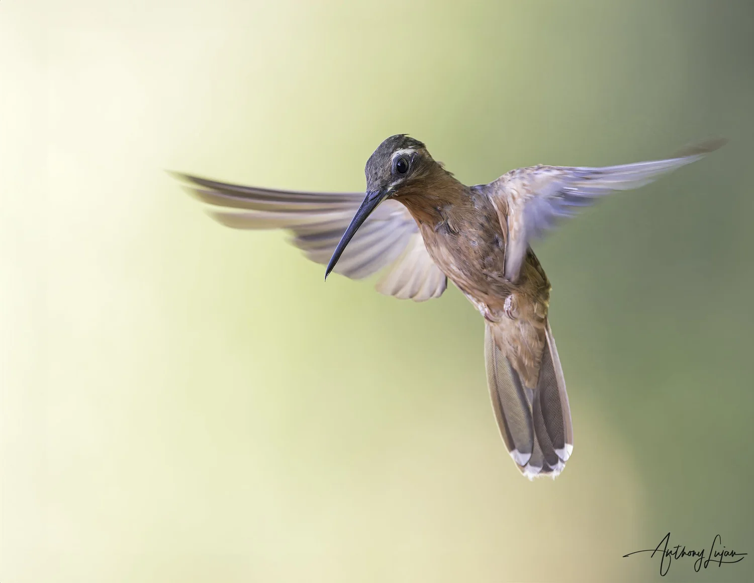 Hummingbirds on the Endangered Species List — Anthony Lujan