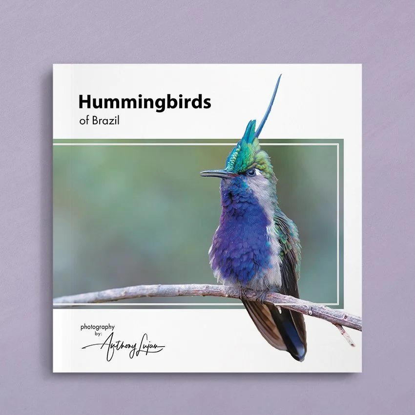 Resting Beauties: A Look at Sleeping Hummingbirds - 8x8 printed book ...