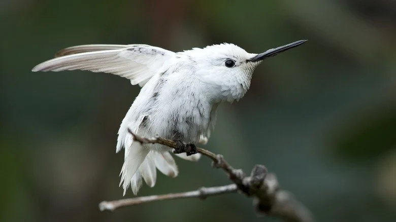 The Fascinating Phenomenon of Leucism in Hummingbirds — Anthony Lujan