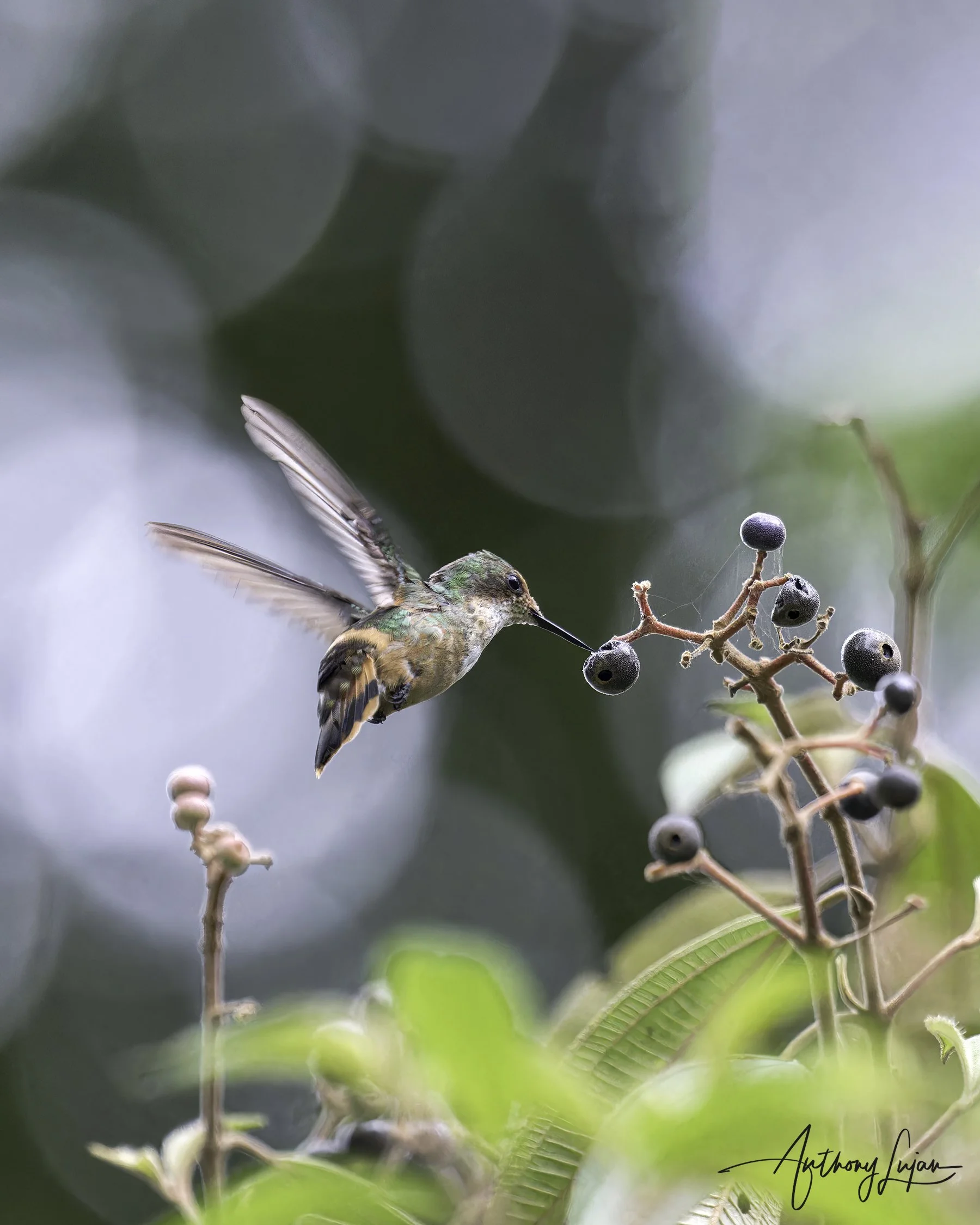 How I Photographed the Short-crested Coquette — Anthony Lujan